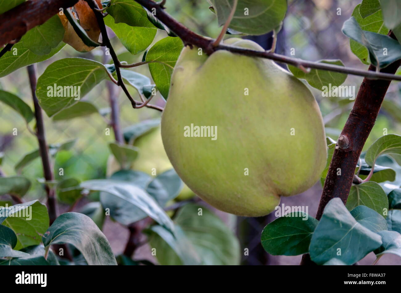 Quitte Baum und Frucht im Garten, Bulgarien Stockfotografie - Alamy