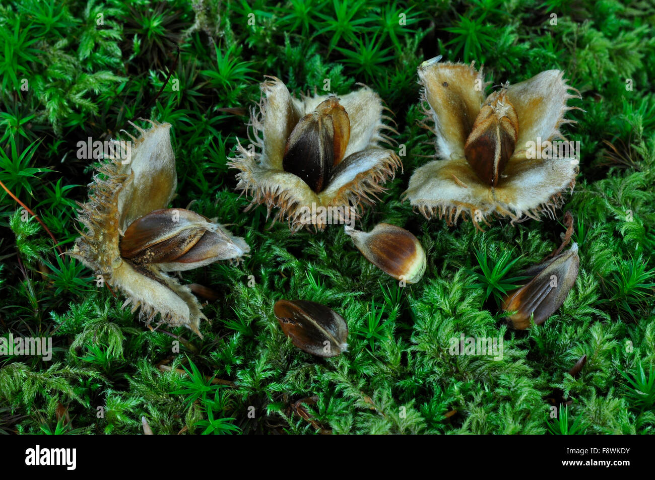 Buche frucht -Fotos und -Bildmaterial in hoher Auflösung – Alamy