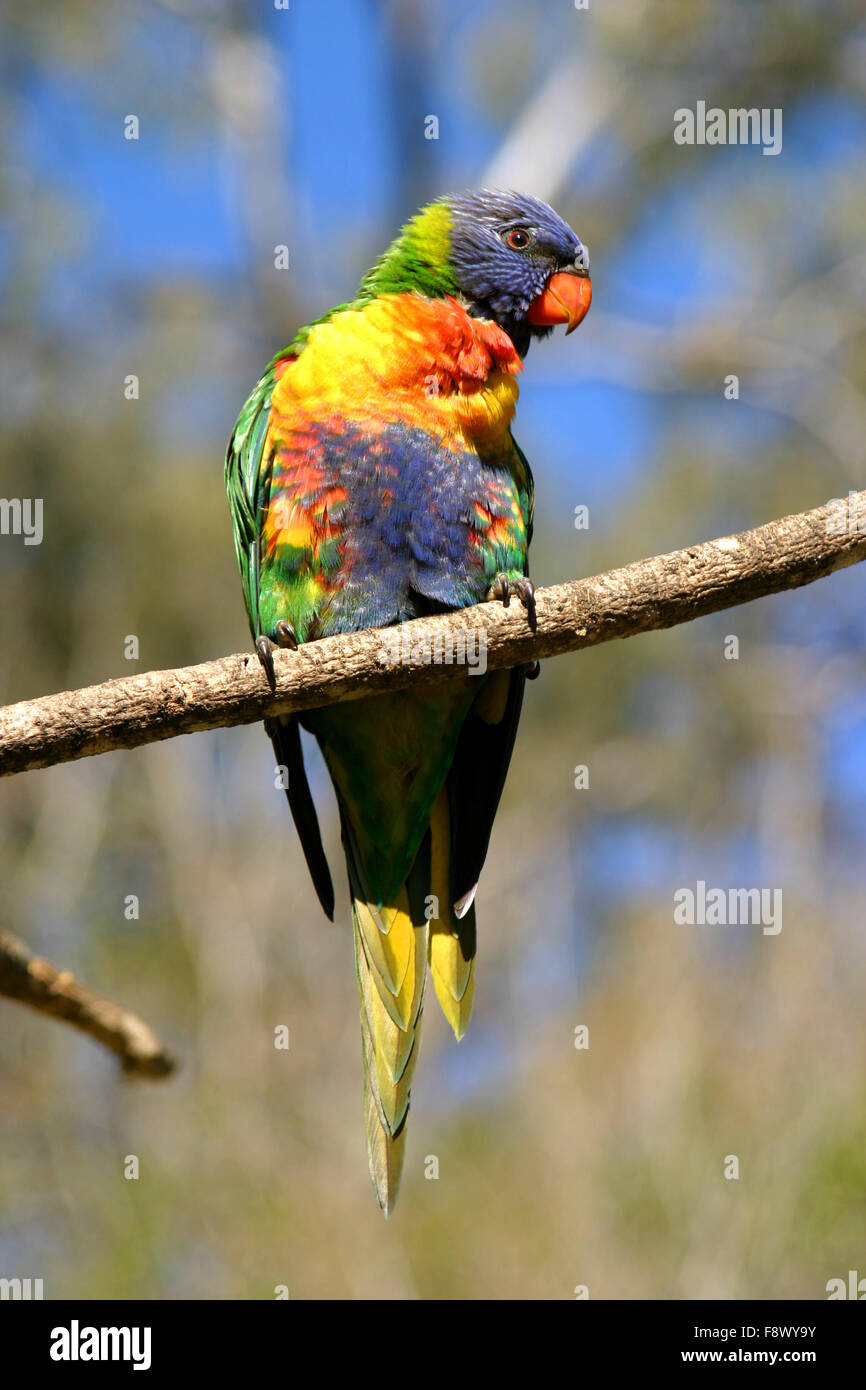 Vogel von australien -Fotos und -Bildmaterial in hoher Auflösung – Alamy