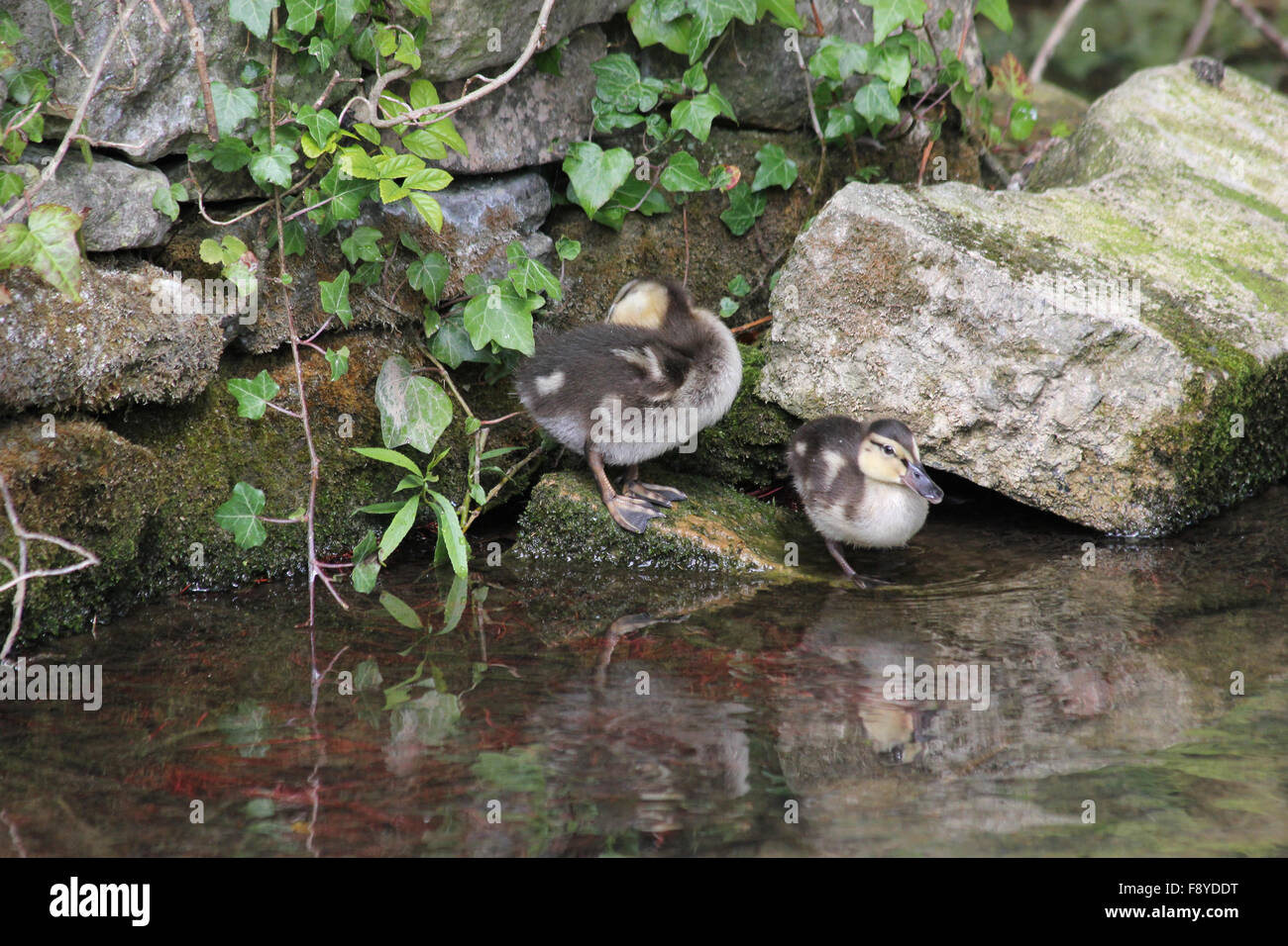 Duck Anas Sp Stockfotos und -bilder Kaufen - Alamy