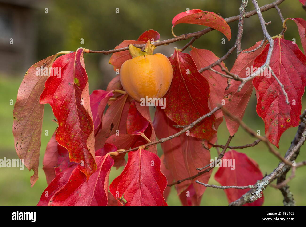 Diospyros kaki -Fotos und -Bildmaterial in hoher Auflösung – Alamy