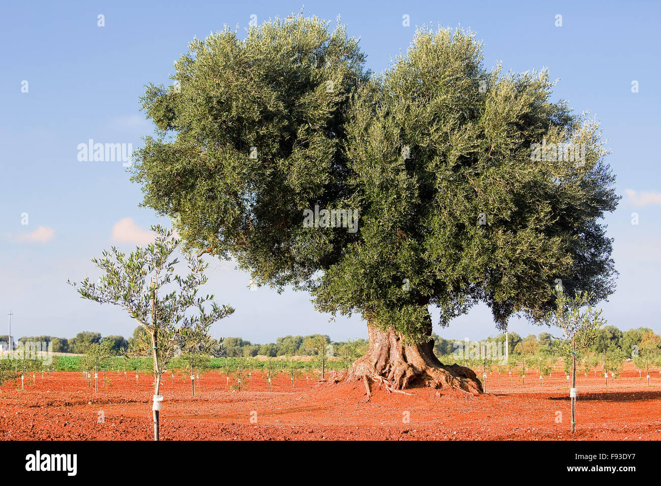 Olivenbaum olivenbaum -Fotos und -Bildmaterial in hoher Auflösung – Alamy