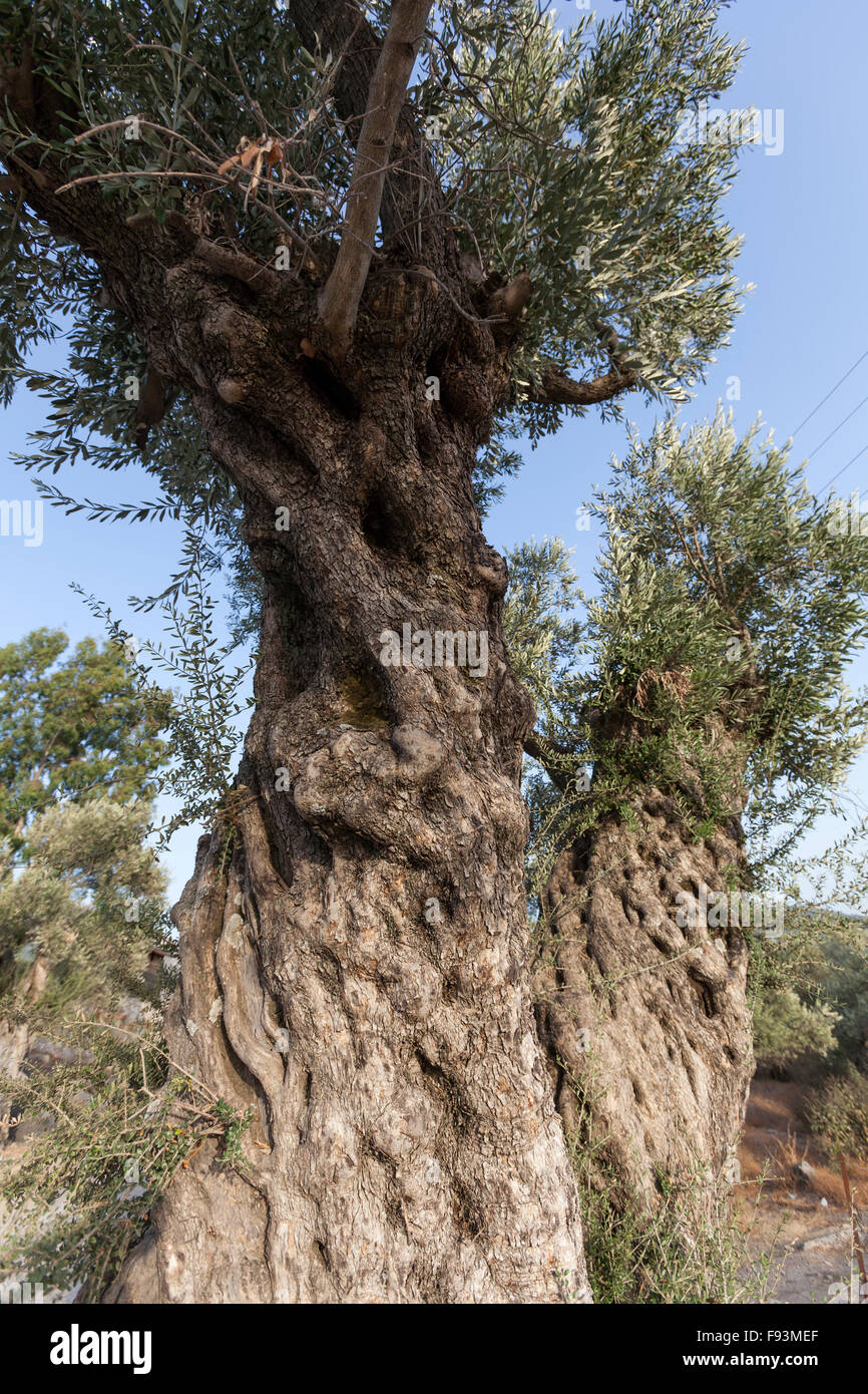 Alter olivenbaum mediterranen kapikiri -Fotos und -Bildmaterial in ...