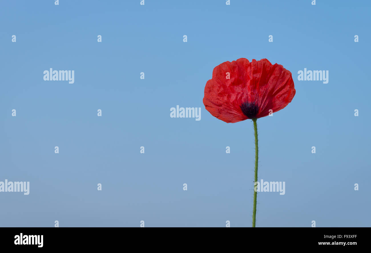 Papaveraceae mohn -Fotos und -Bildmaterial in hoher Auflösung – Alamy