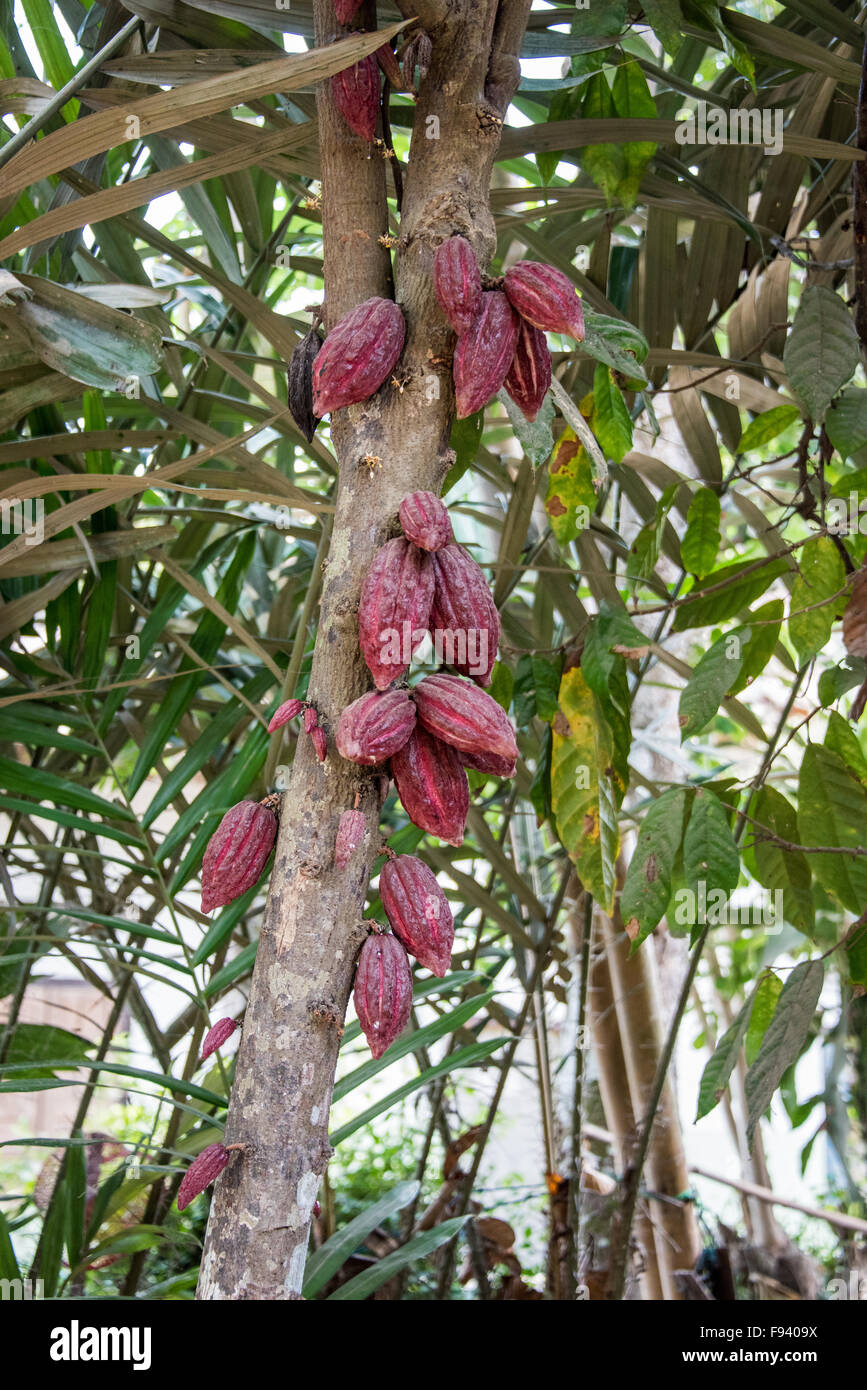 Kakao-Pods (Theobroma Cacao) auf Baum, Indonesien Stockfotografie - Alamy