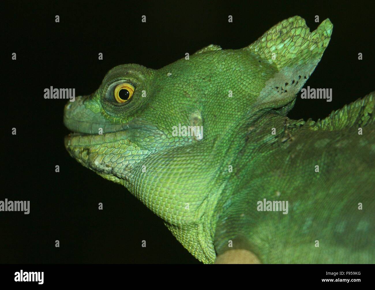 Basiliscus plumifrons green basilisk -Fotos und -Bildmaterial in hoher ...