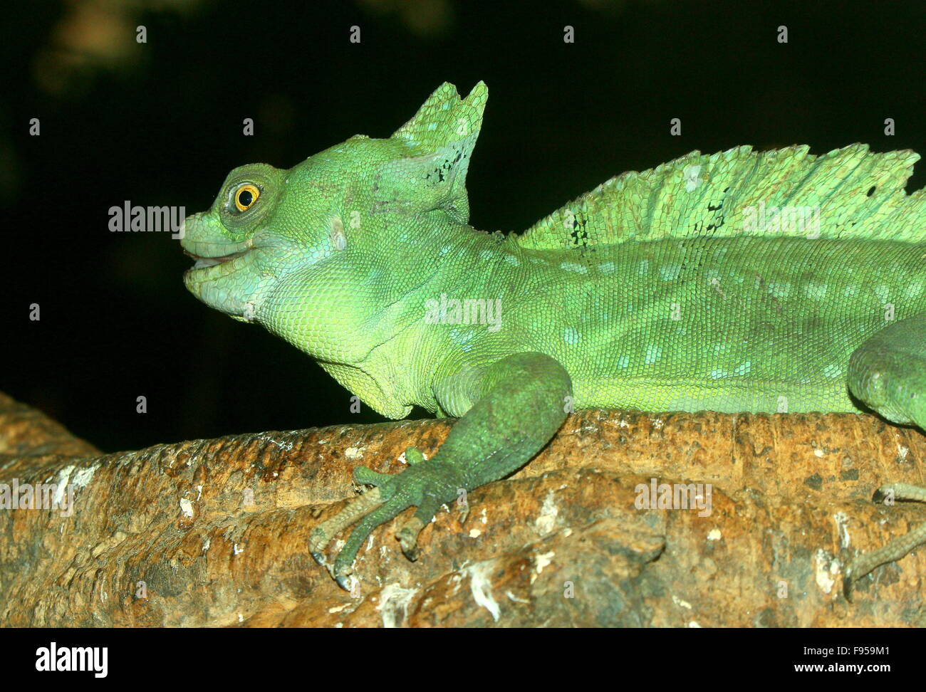 Basiliscus plumifrons green basilisk -Fotos und -Bildmaterial in hoher ...