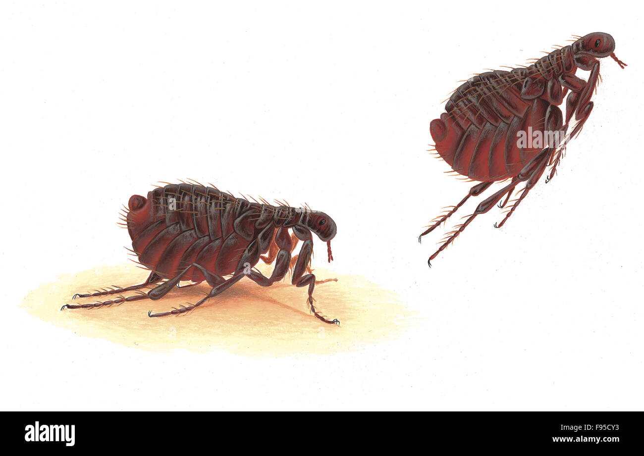 Flohinsekten illustration fehler floh siphonaptera -Fotos und ...
