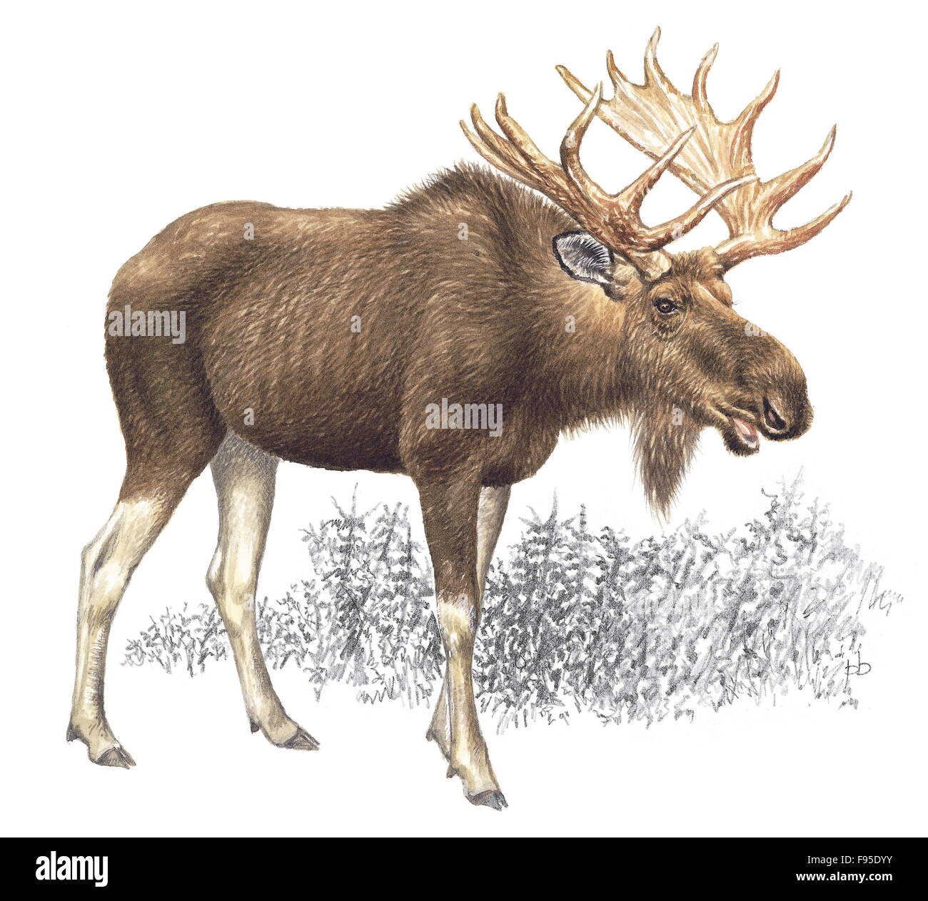 Elch abbildung -Fotos und -Bildmaterial in hoher Auflösung – Alamy