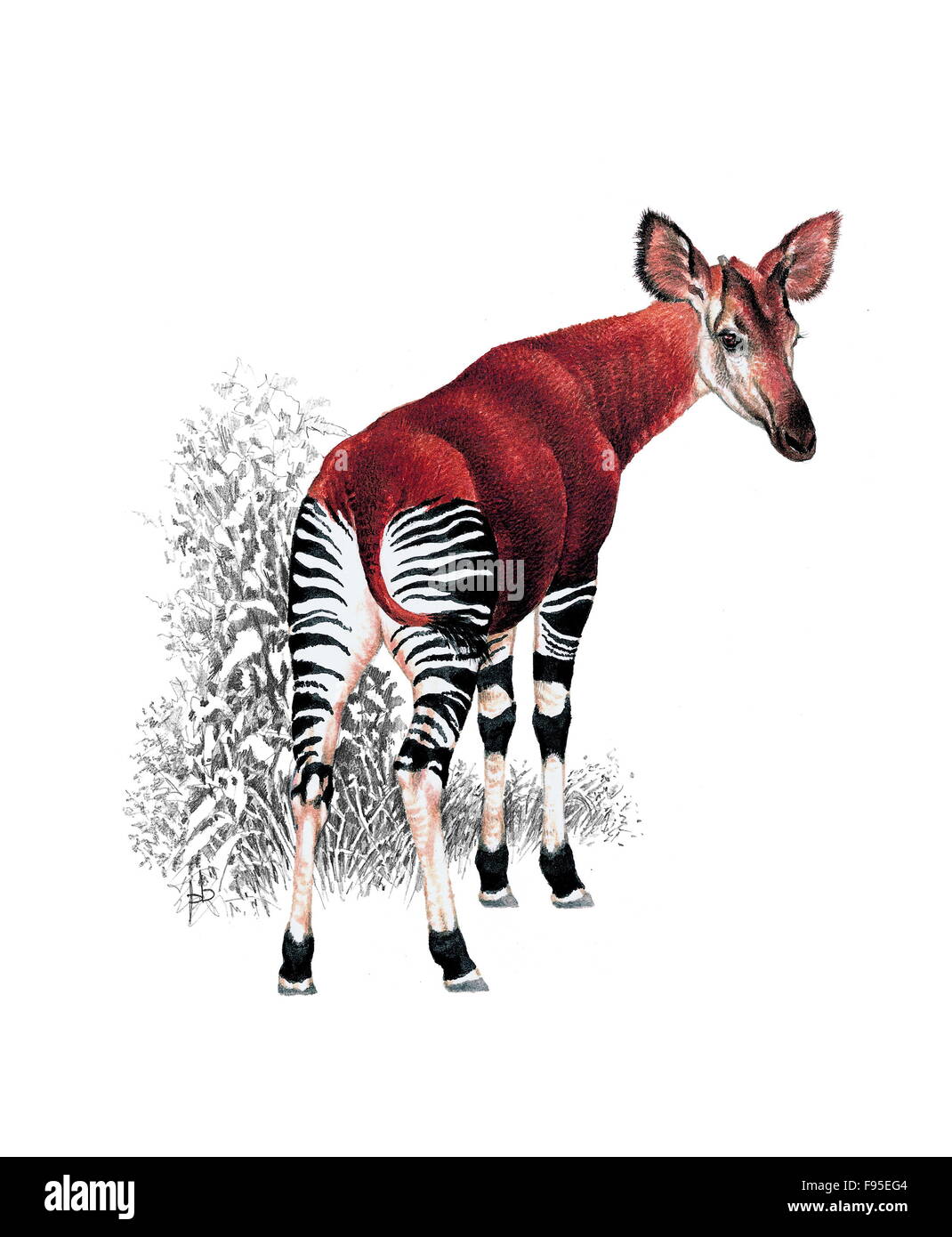 Er okapi -Fotos und -Bildmaterial in hoher Auflösung – Alamy