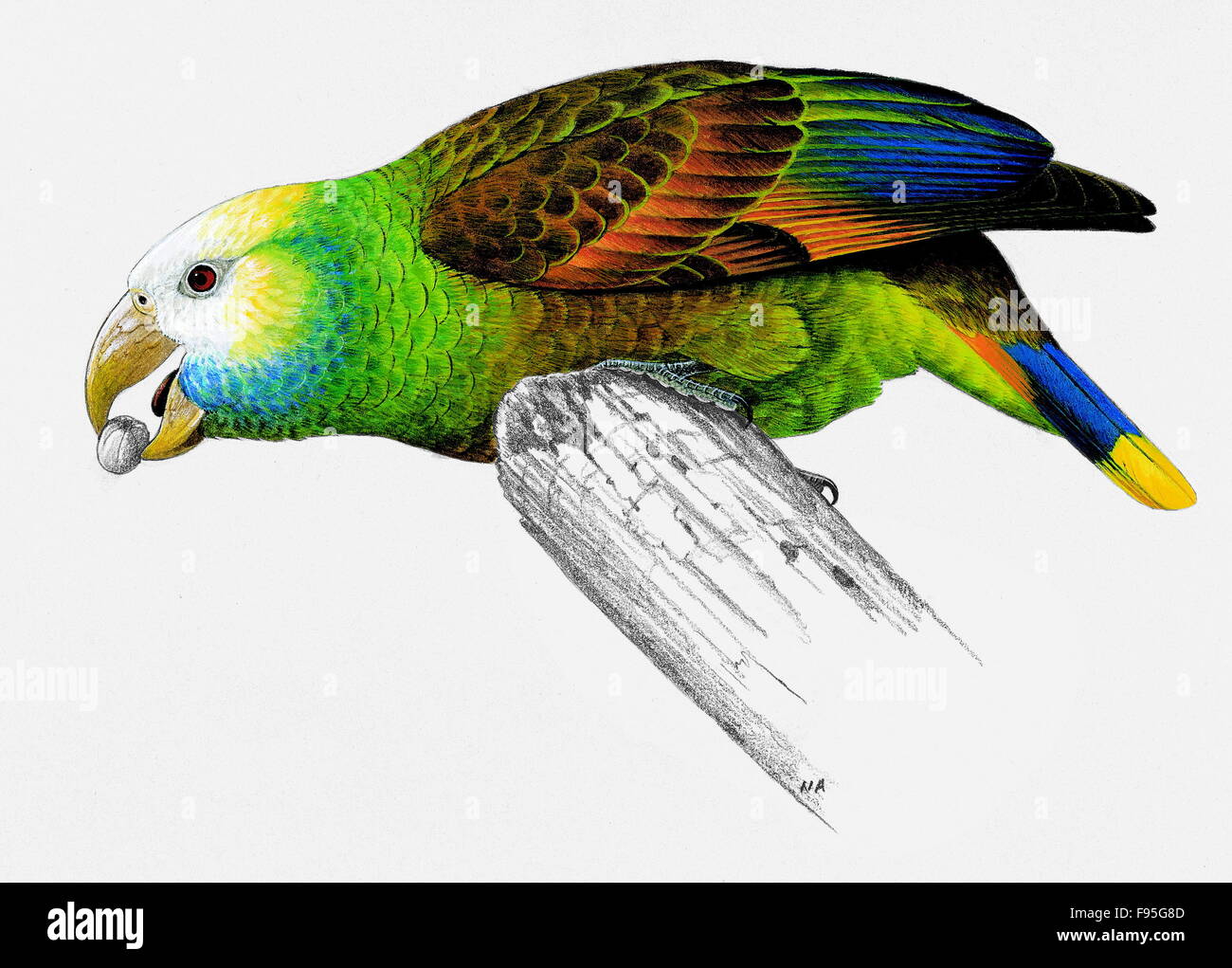 Amazona guildingii -Fotos und -Bildmaterial in hoher Auflösung – Alamy