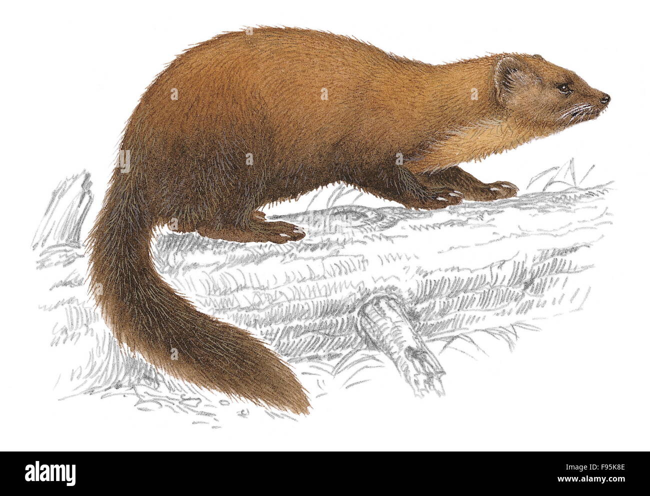 Baummarder illustration -Fotos und -Bildmaterial in hoher Auflösung – Alamy