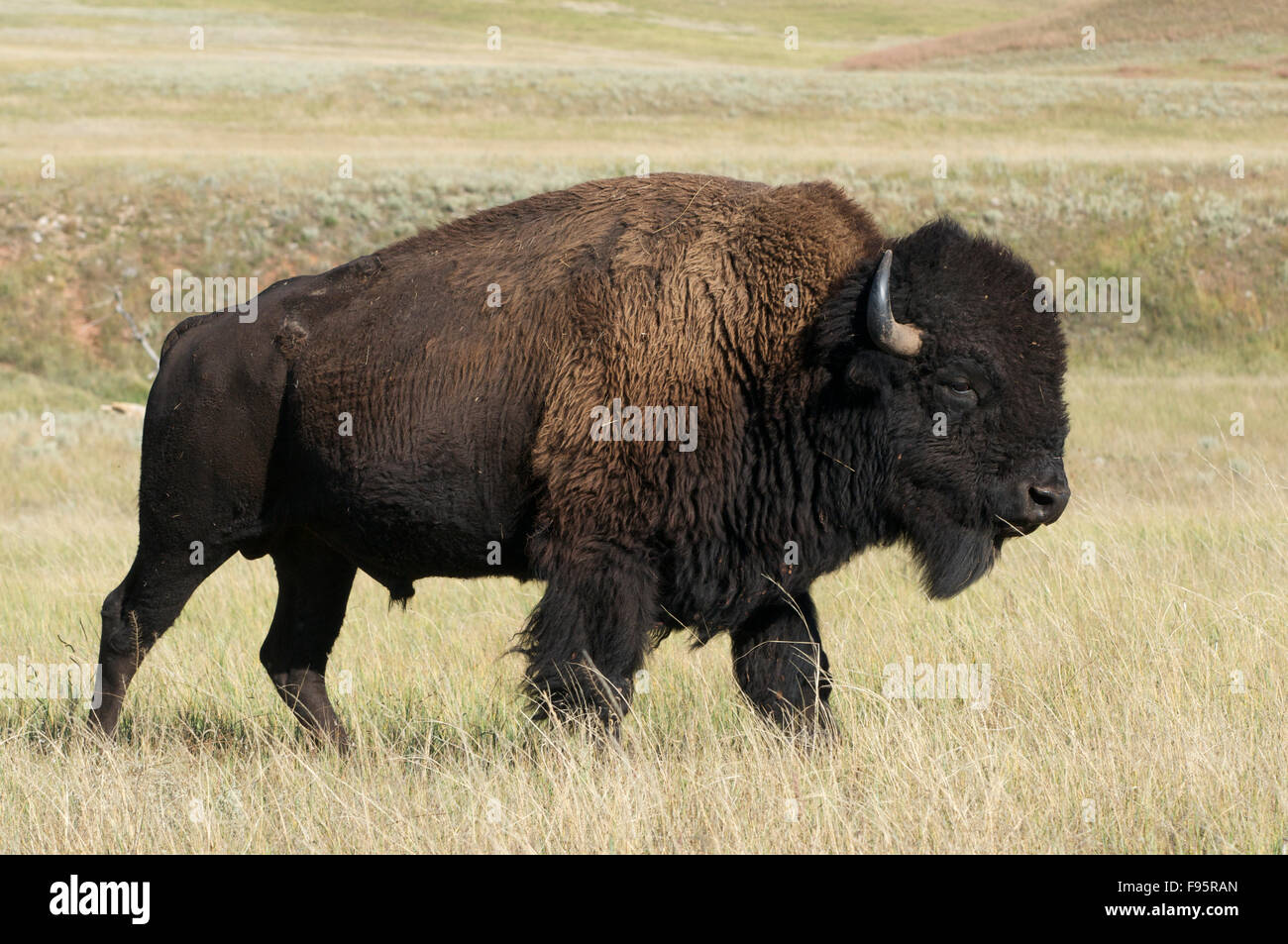 American bison buffalo side view -Fotos und -Bildmaterial in hoher ...