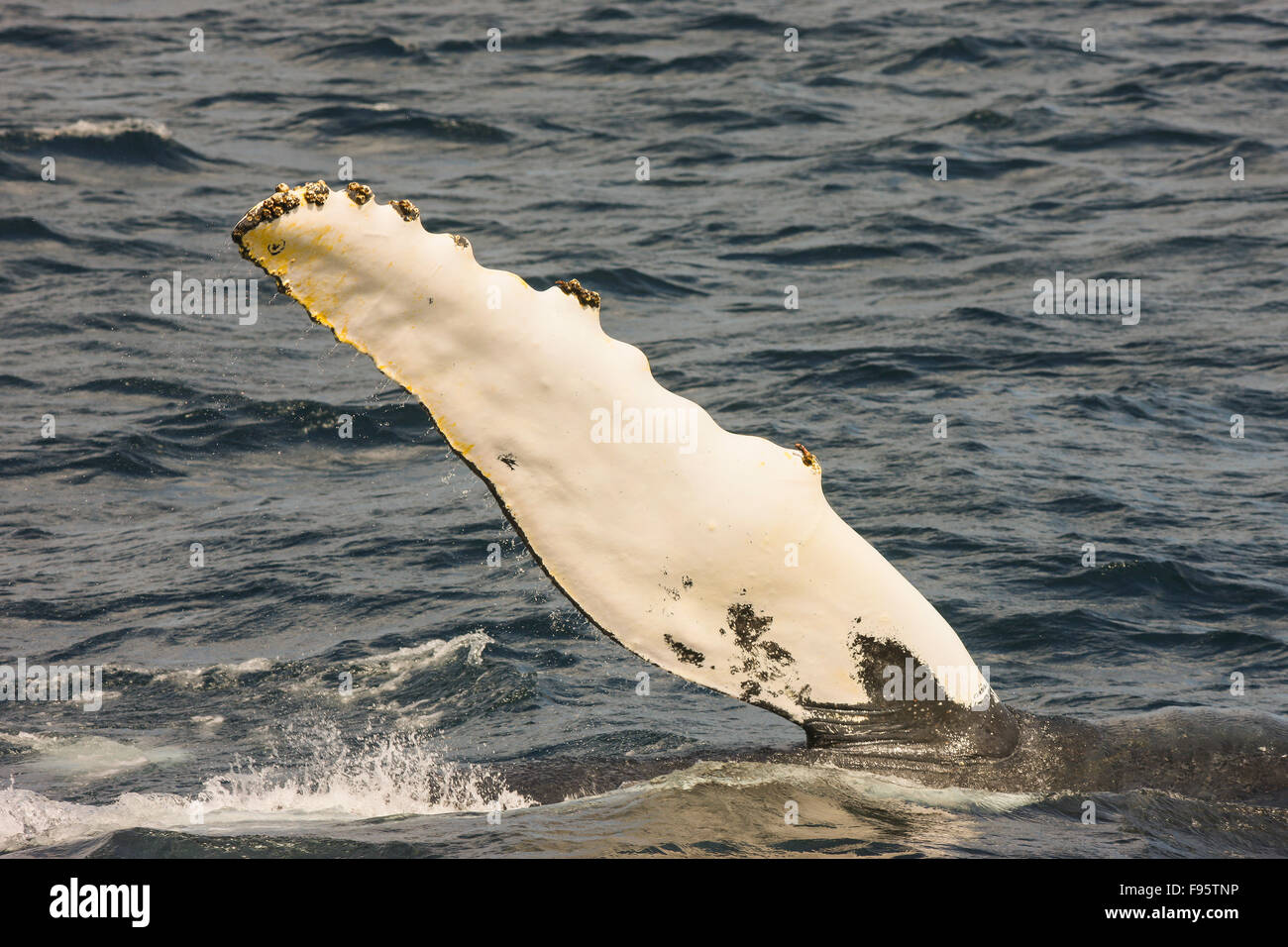 Buckelwal flipper ohrfeigen -Fotos und -Bildmaterial in hoher Auflösung ...