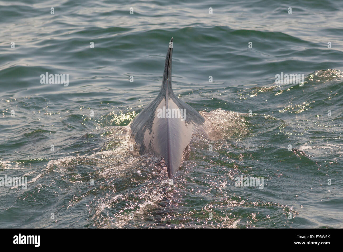 Zwergwal balaenoptera acutorostrata -Fotos und -Bildmaterial in hoher ...