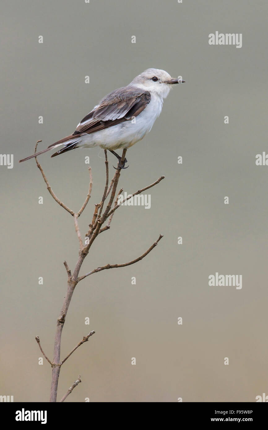 Xolmis velata -Fotos und -Bildmaterial in hoher Auflösung – Alamy