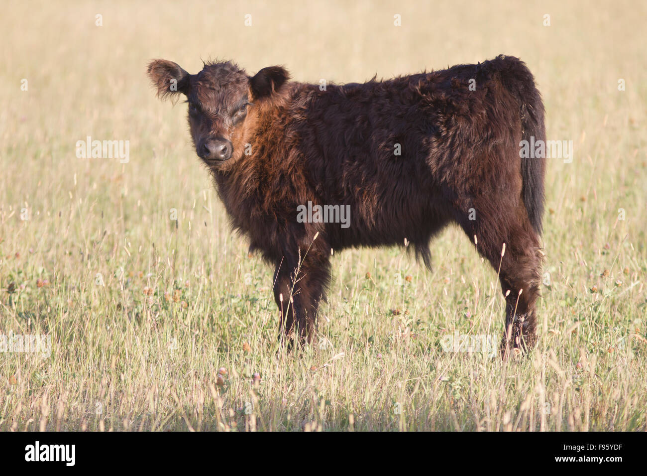 Galloway kuh und kalb -Fotos und -Bildmaterial in hoher Auflösung – Alamy