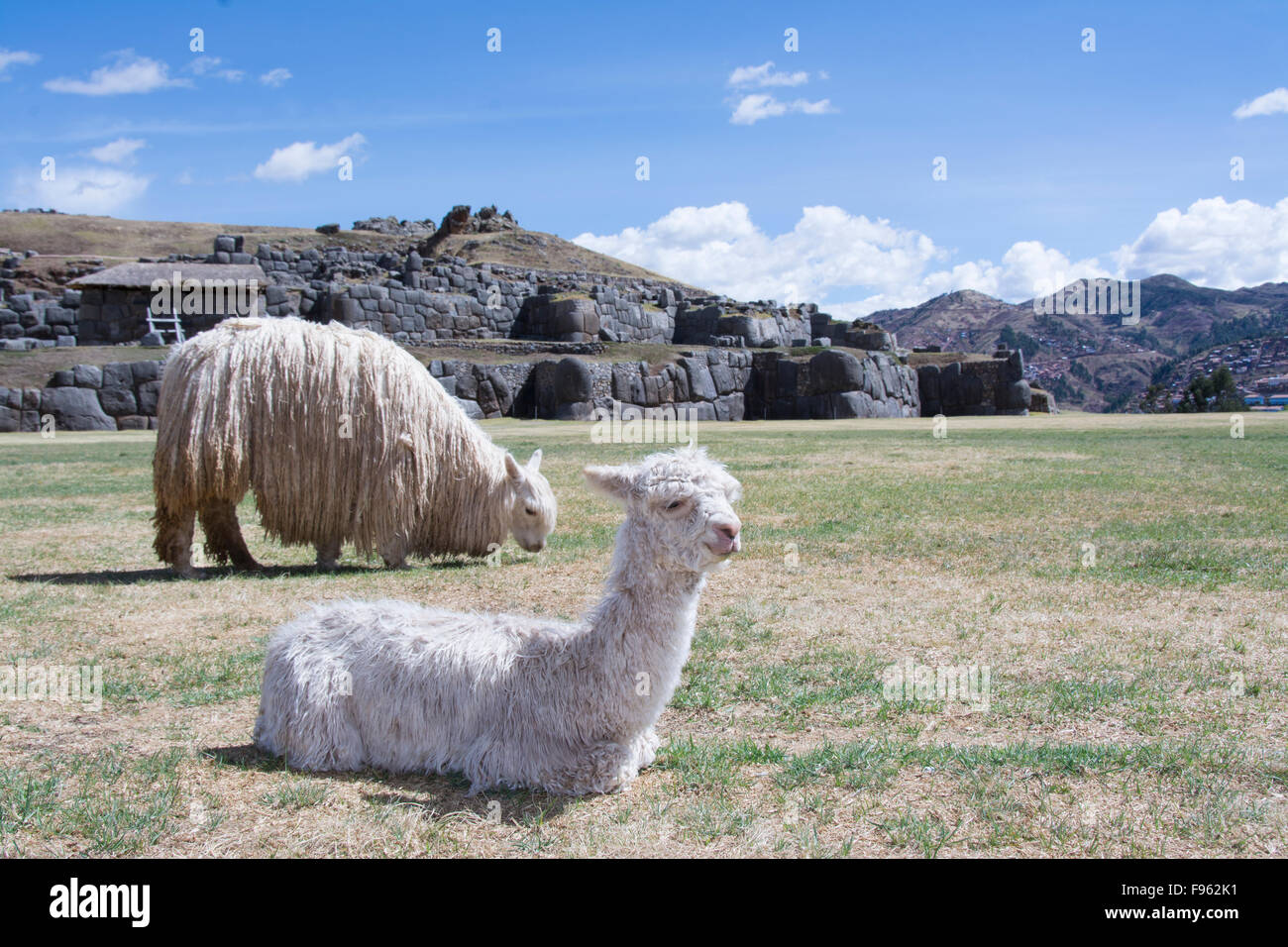 Peru Tiere Stockfotos und -bilder Kaufen - Alamy