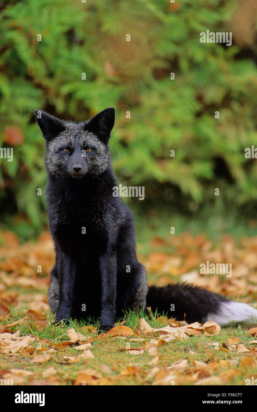 Ein silberphasen rotfuchs -Fotos und -Bildmaterial in hoher Auflösung ...