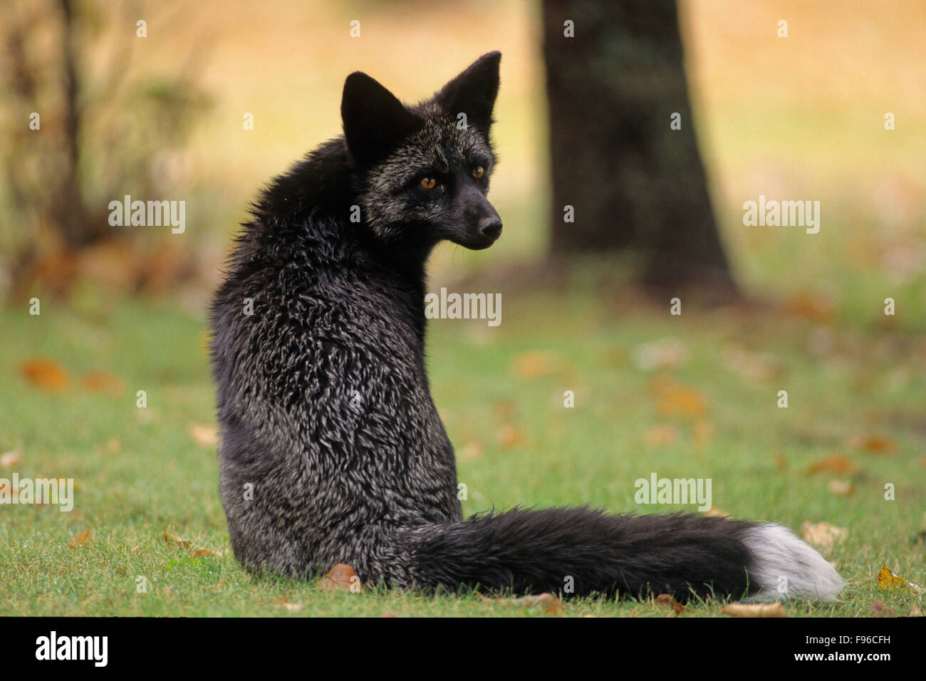 Rotfuchs (Vulpes Vulpes) Erwachsene (Silber Phase) unabhängig von der ...