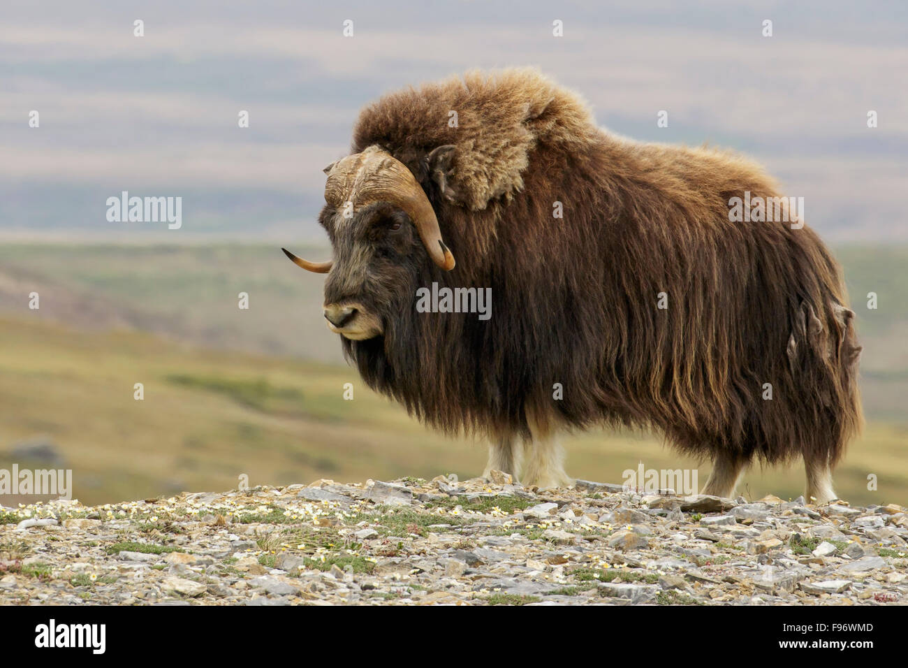 Moschusochsen (Ovibos Moschatus) in der Tundra in Nome, Alaska ...