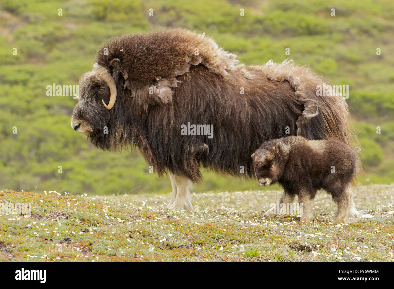 Moschusochsen (Ovibos Moschatus) in der Tundra in Nome, Alaska ...