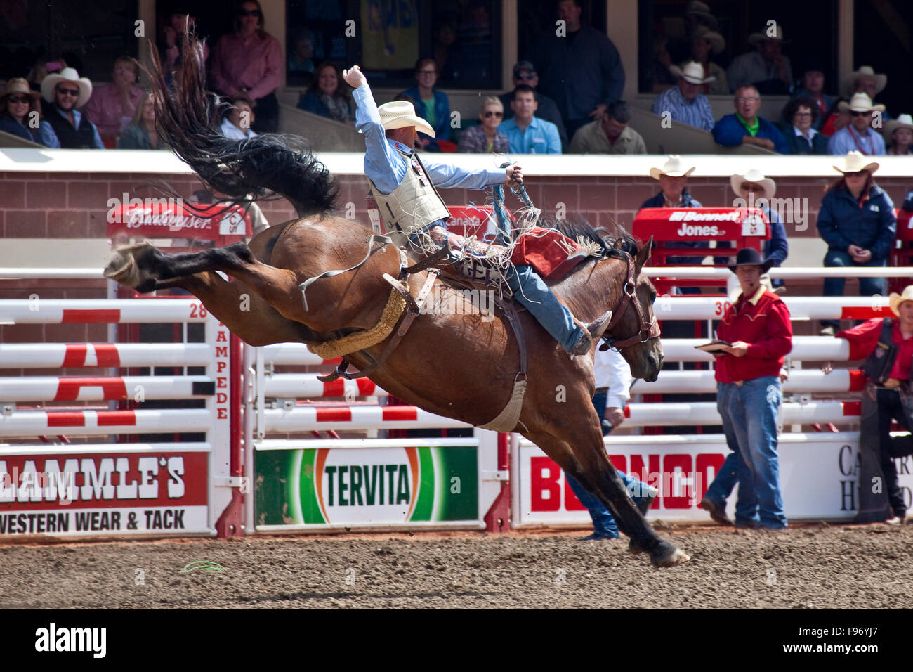 Alberta rodeo -Fotos und -Bildmaterial in hoher Auflösung – Alamy