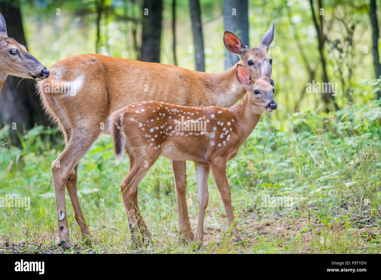 Whitetailed (Odocoileus Virginianus) Reh Rehkitz und Doe, Manitoulin ...