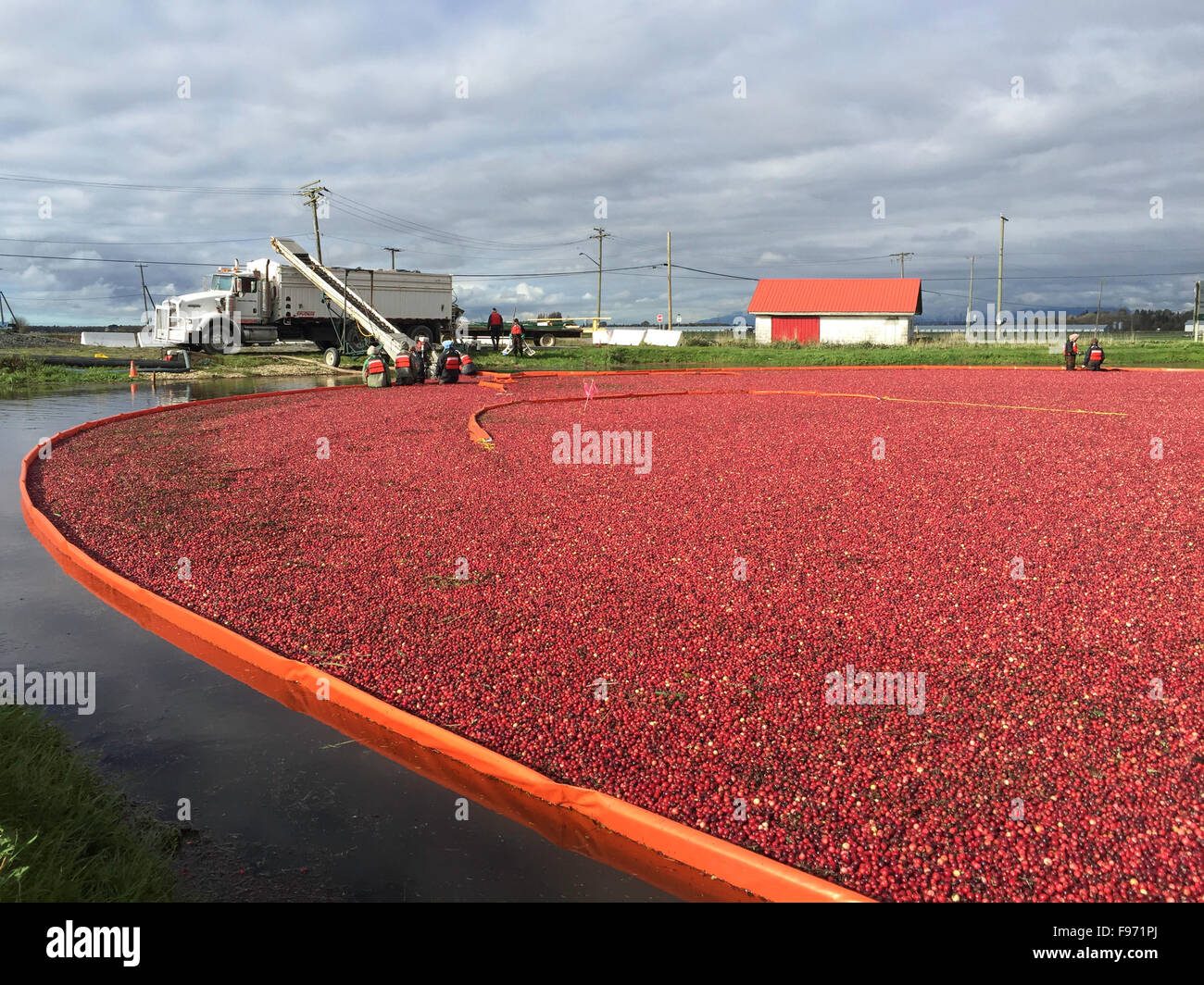 Nasse ernte -Fotos und -Bildmaterial in hoher Auflösung – Alamy