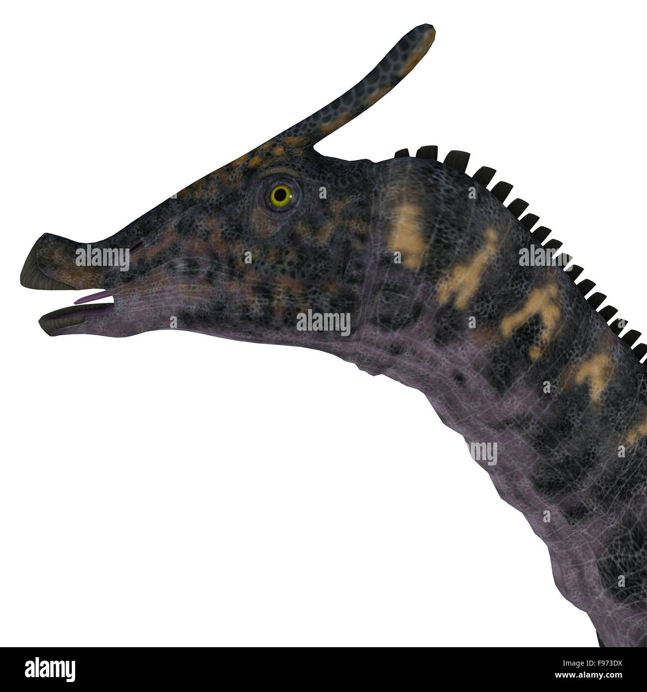 Saurolophus angustirostris dinosaur hadrosaur -Fotos und -Bildmaterial ...