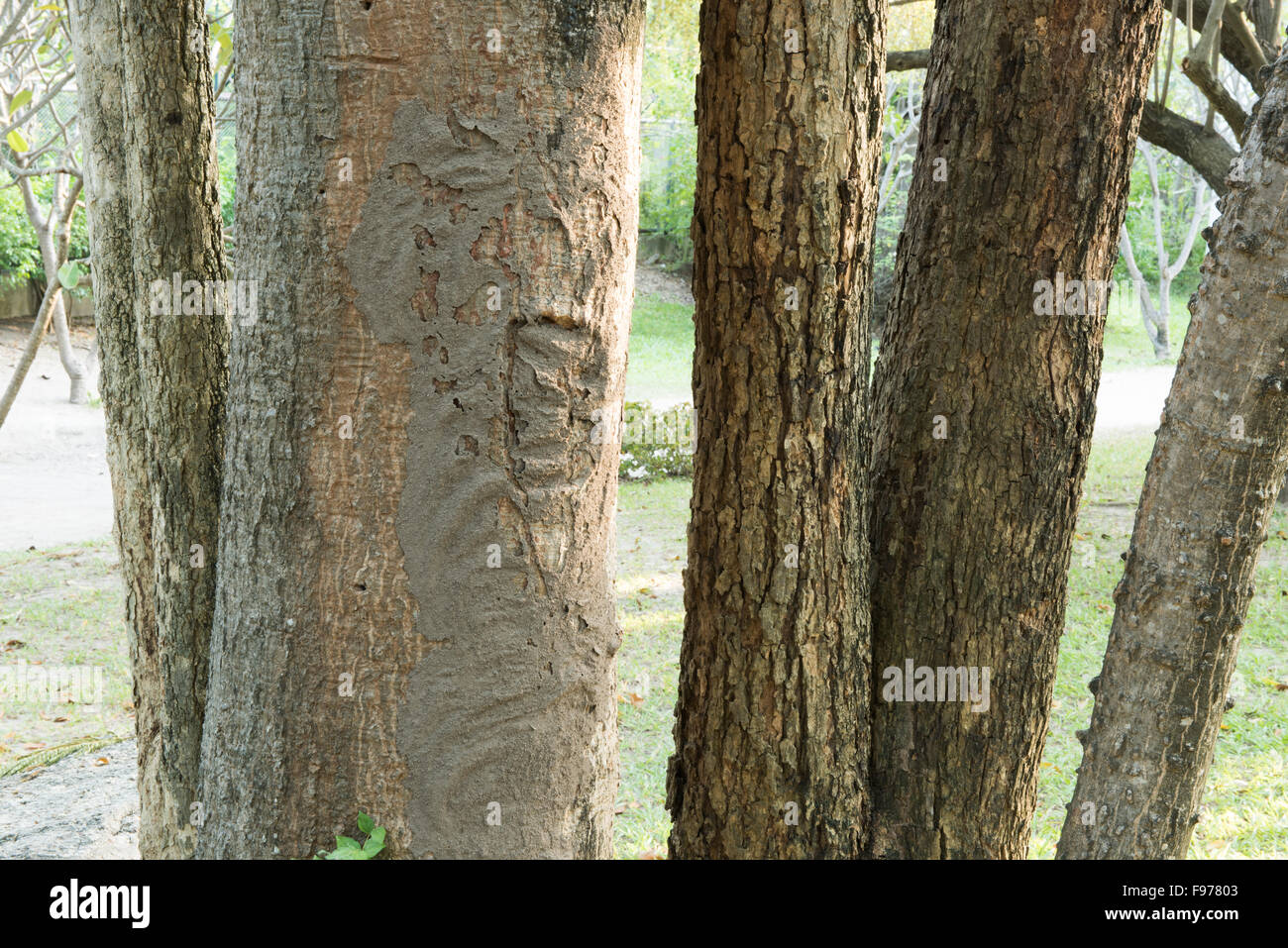 Erde holz termiten -Fotos und -Bildmaterial in hoher Auflösung – Alamy