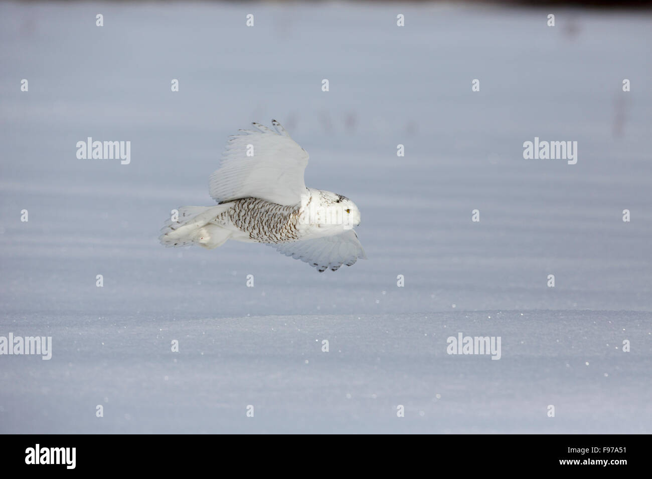 Snowy owl on arctic tundra -Fotos und -Bildmaterial in hoher Auflösung ...