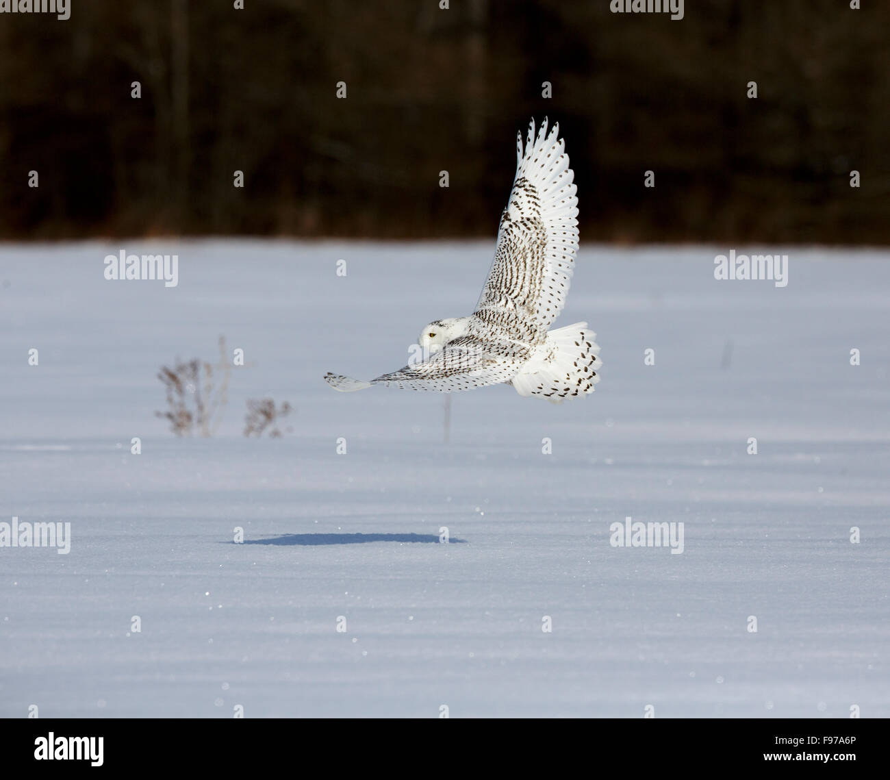 Snowy owl on arctic tundra -Fotos und -Bildmaterial in hoher Auflösung ...