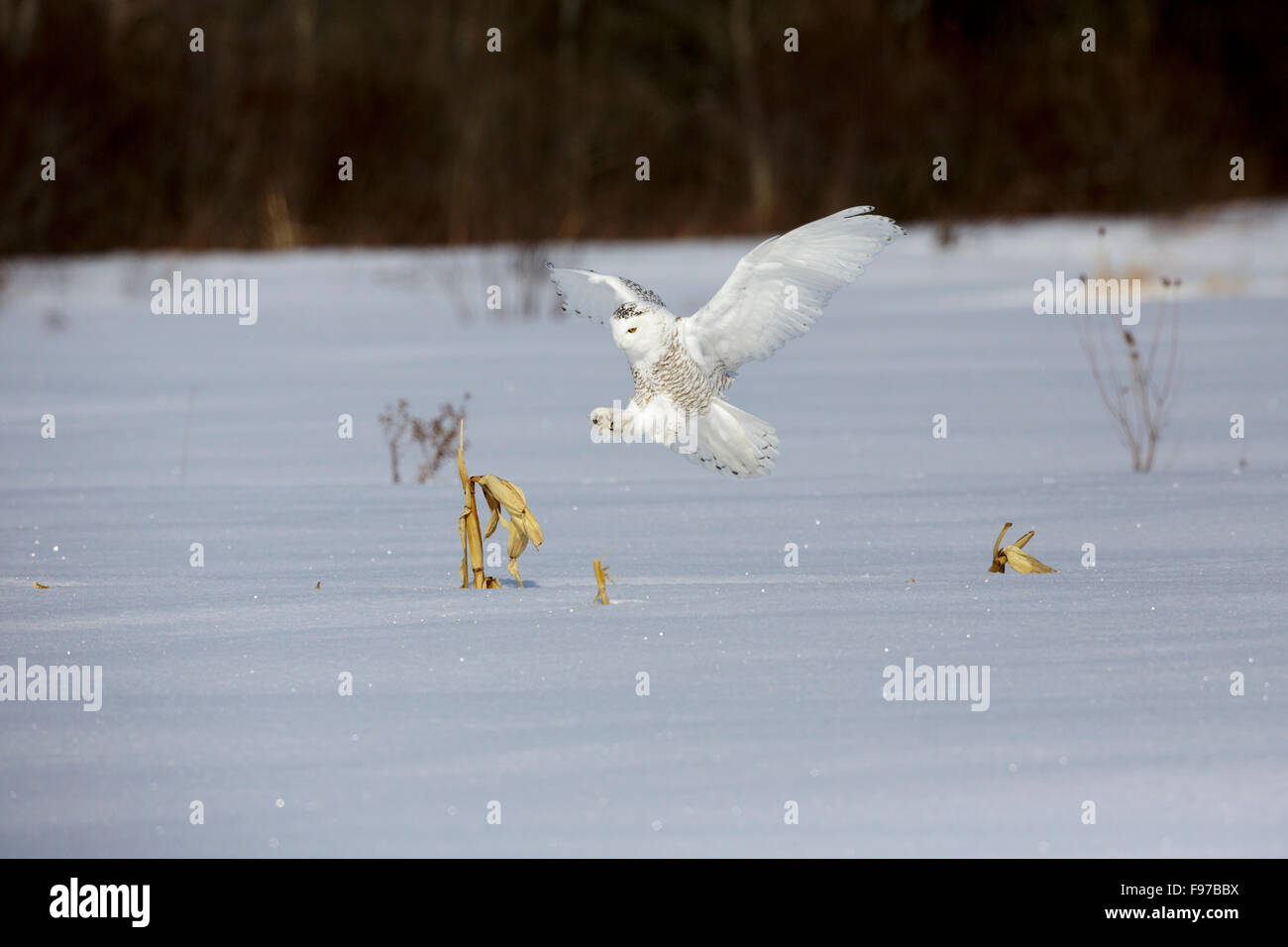 Snowy owl on arctic tundra -Fotos und -Bildmaterial in hoher Auflösung ...