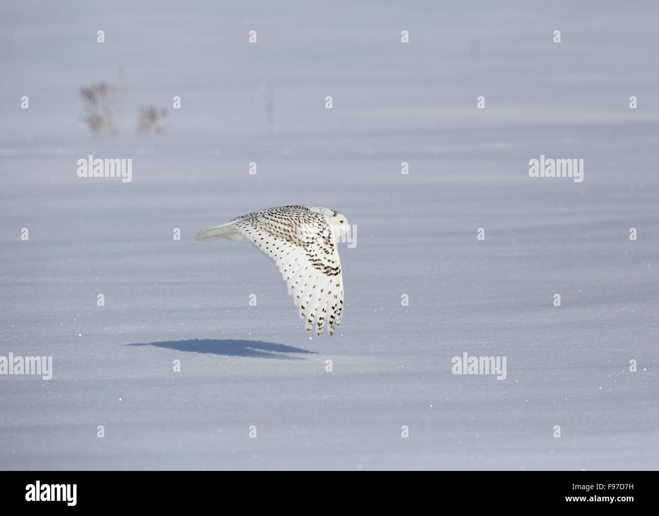 Snowy owl on arctic tundra -Fotos und -Bildmaterial in hoher Auflösung ...