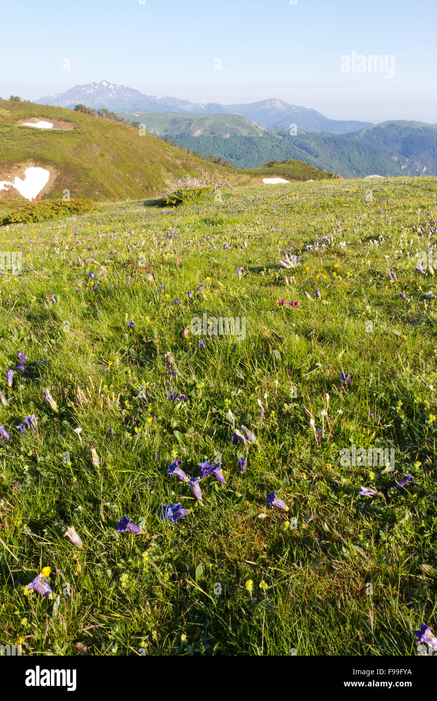Wiesen enzian -Fotos und -Bildmaterial in hoher Auflösung – Alamy