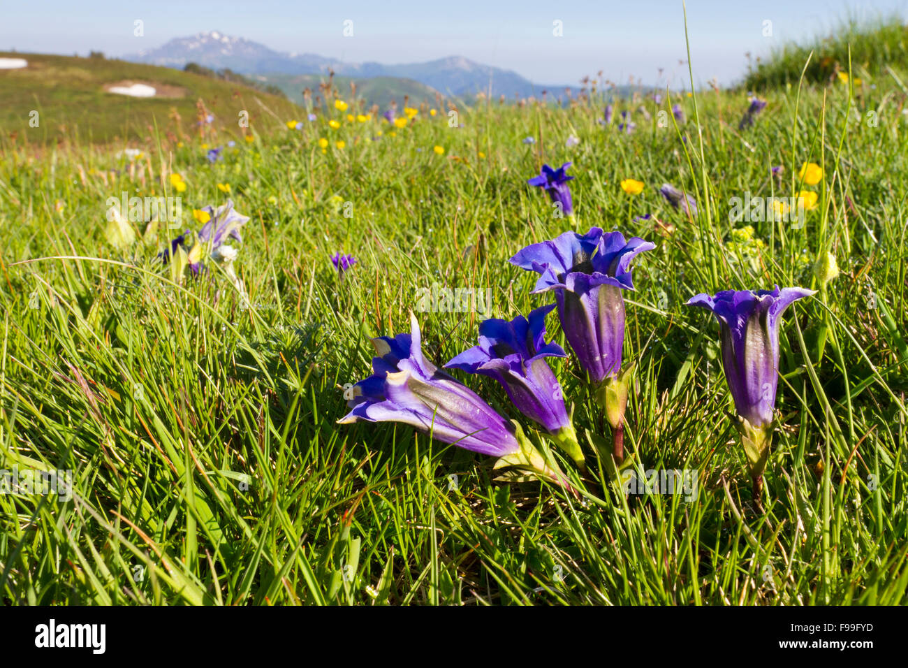 Alpine enziane -Fotos und -Bildmaterial in hoher Auflösung – Alamy