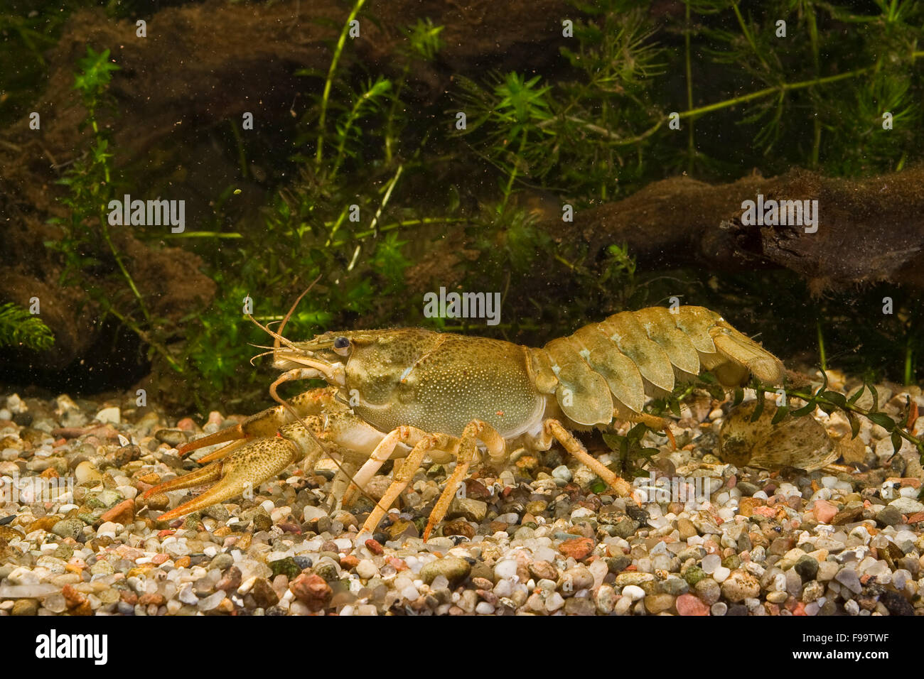 Lange Krallen Krebse, Galizischer Sumpfkrebs, Galizischer Sumpf-Krebs ...