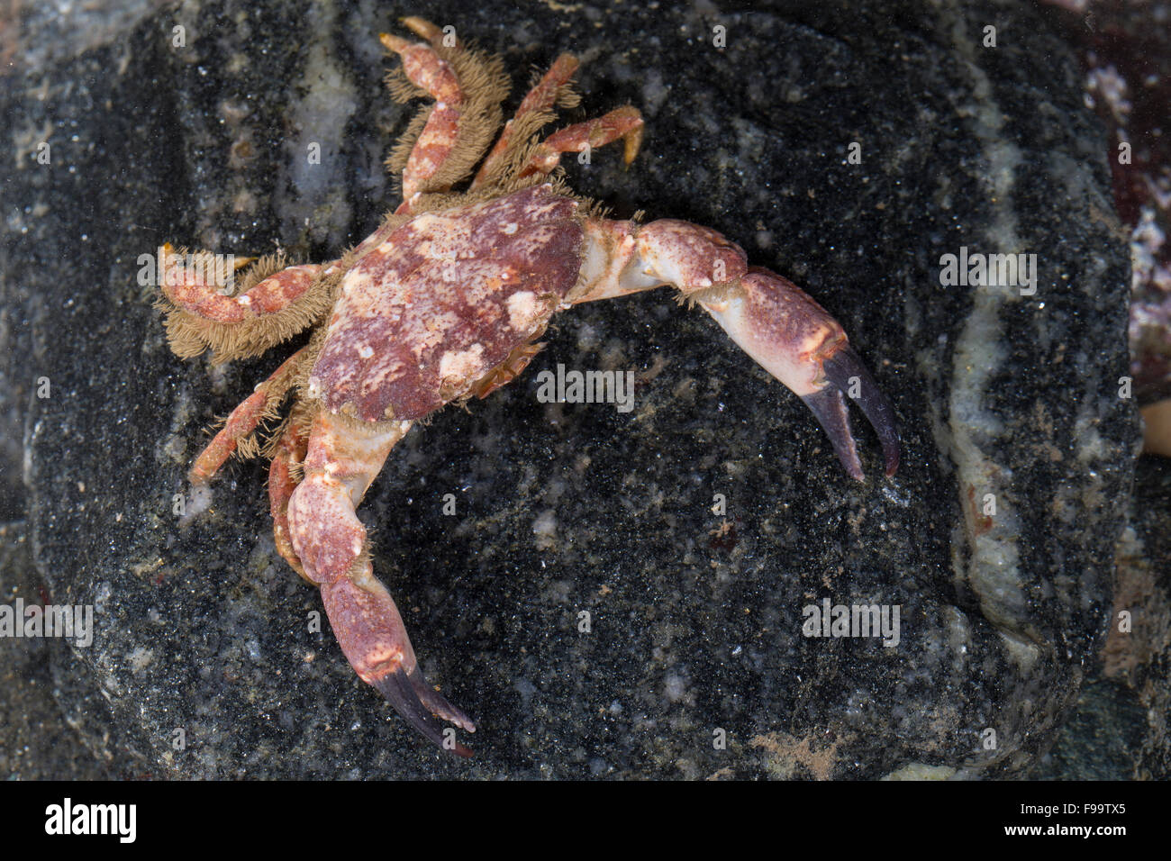 Glatte steinkrabbe -Fotos und -Bildmaterial in hoher Auflösung – Alamy