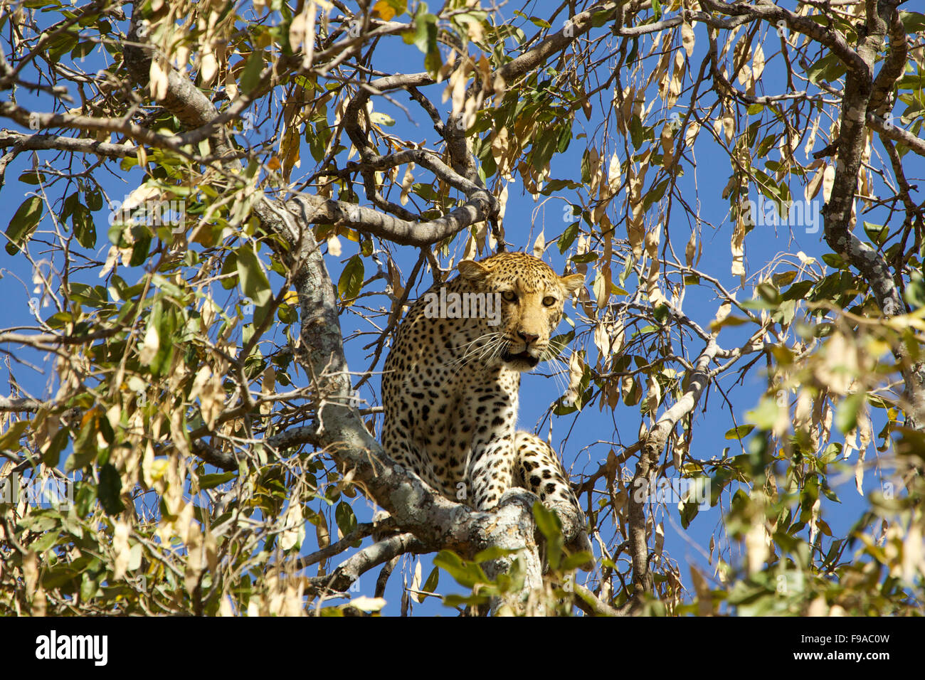 Leopard im baum -Fotos und -Bildmaterial in hoher Auflösung – Alamy
