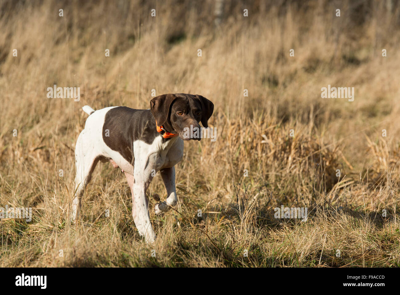 Deutsch Kurzhaar Zeiger Hund Stockfotos und -bilder Kaufen - Alamy