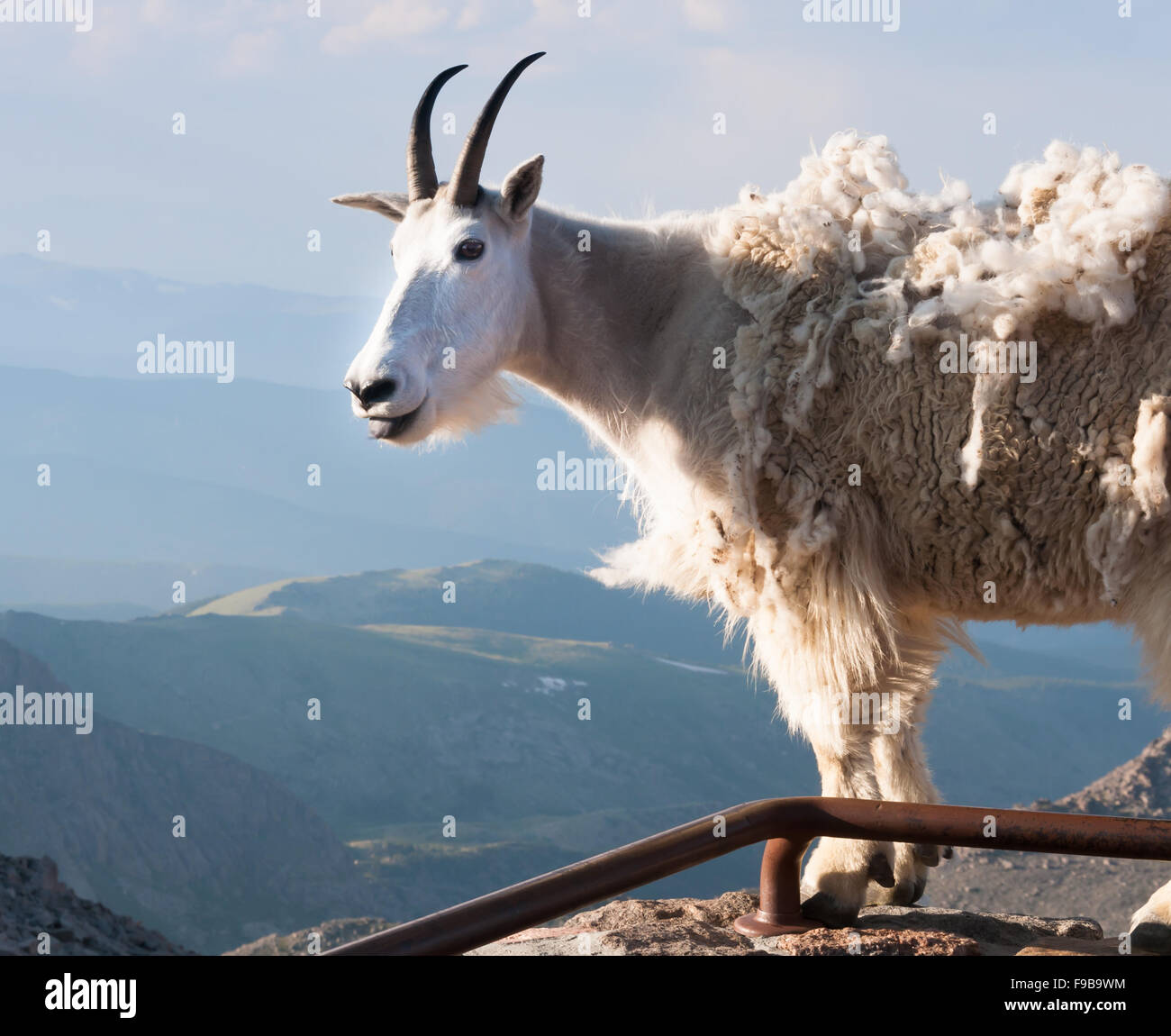 Bergziege zeigt Zunge Stockfotografie - Alamy