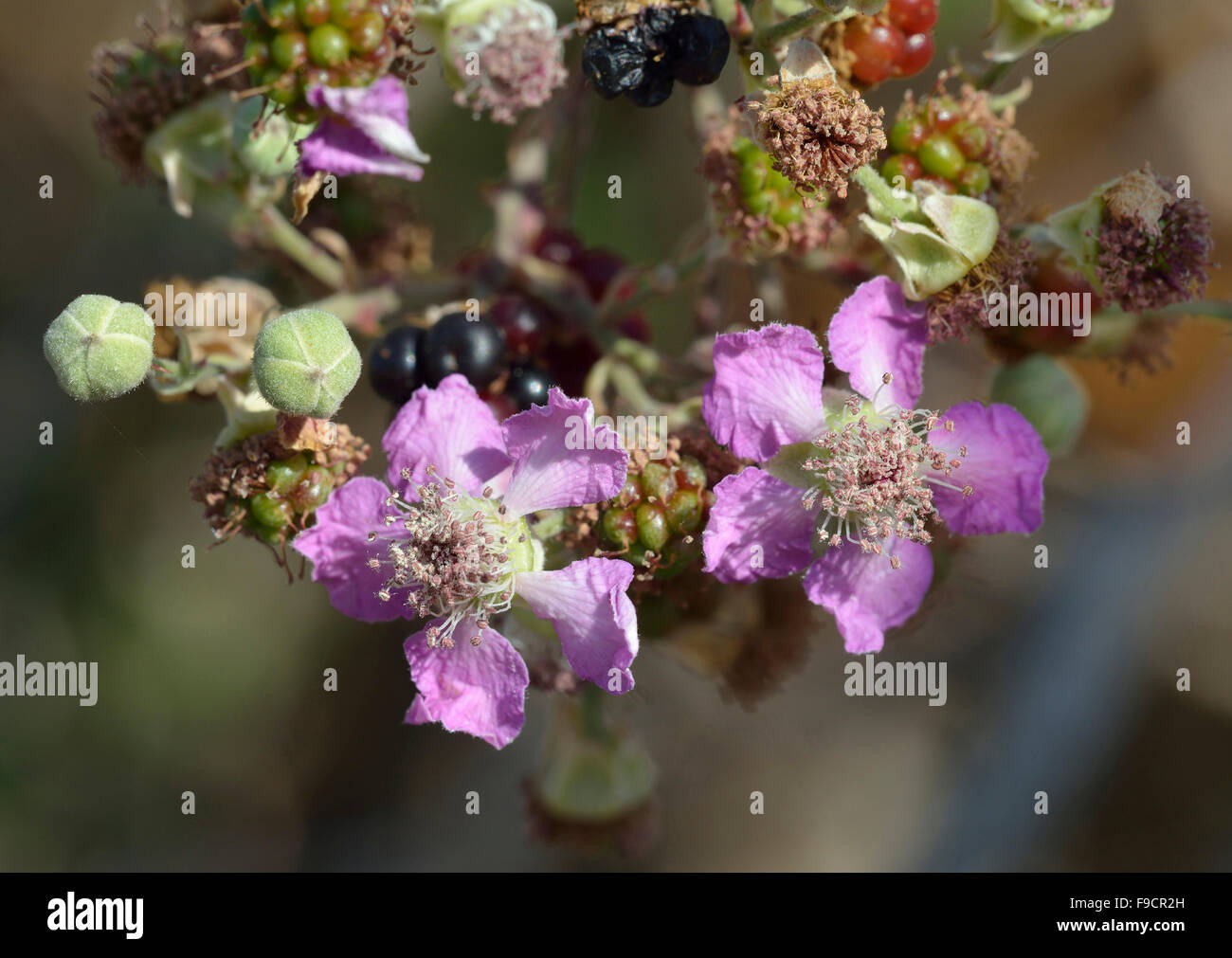 Rosa rubus pflanze -Fotos und -Bildmaterial in hoher Auflösung – Alamy