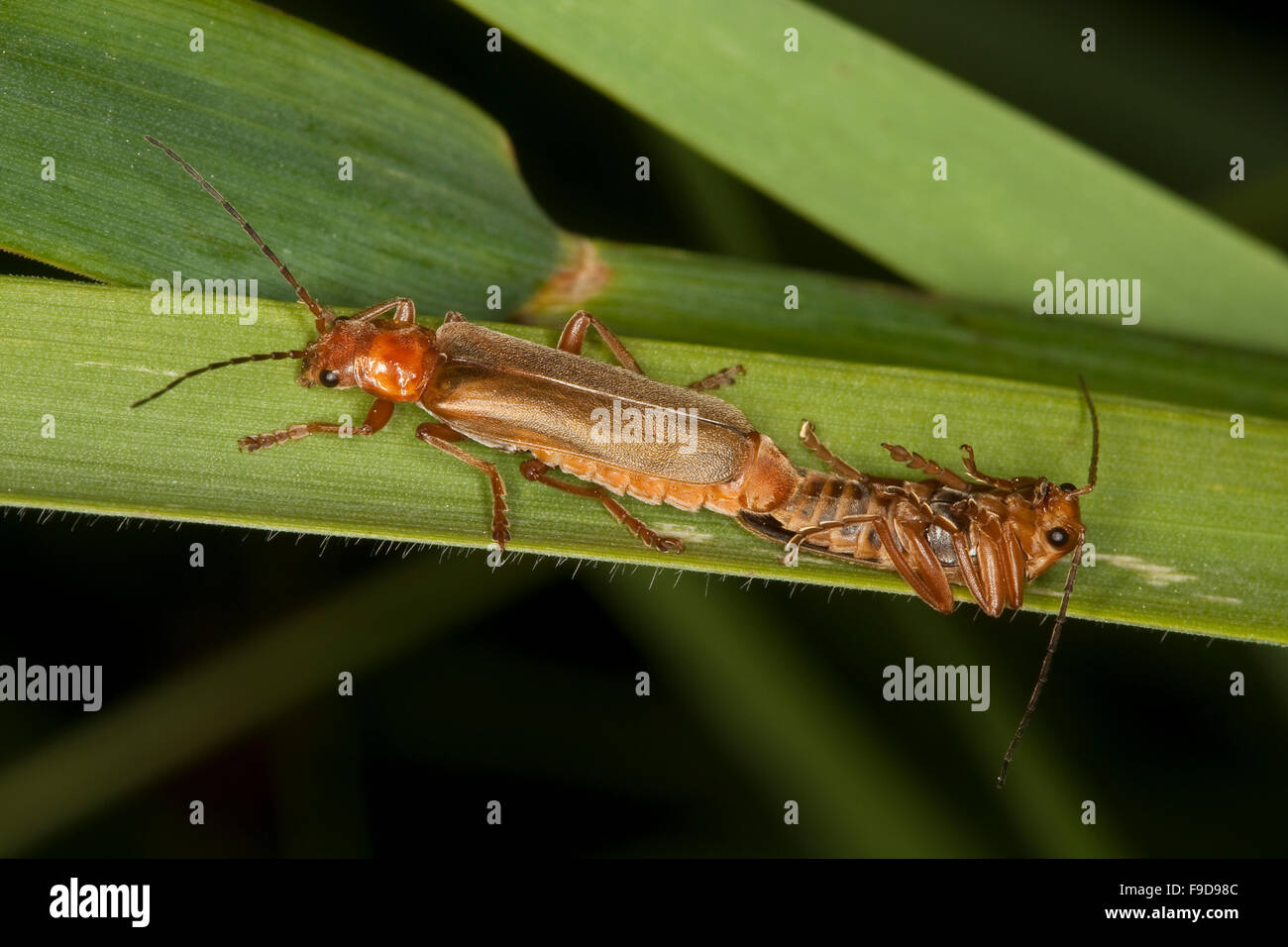 Cantharid, Soldat Käfer, Paarung, Roter Fliegenkäfer, Kopula, Paarung ...