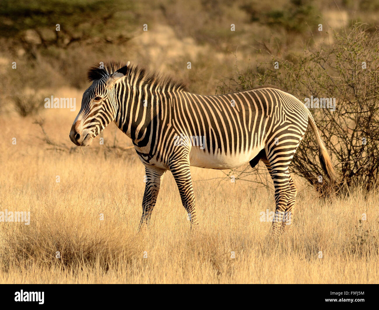 Seltene säugetiere Stockfotos und -bilder Kaufen - Alamy