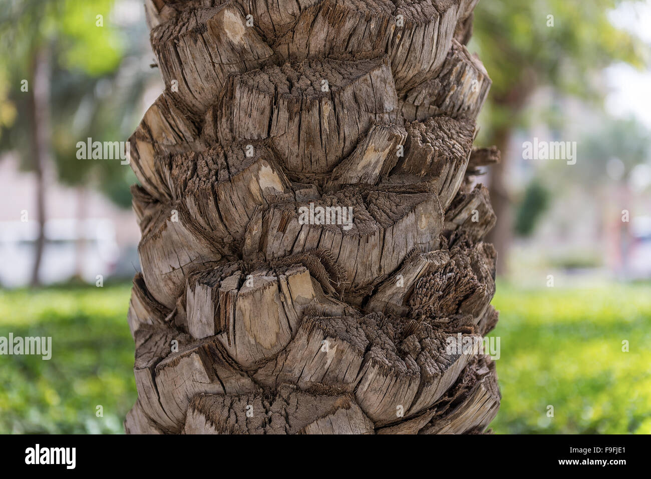 Palm stem -Fotos und -Bildmaterial in hoher Auflösung – Alamy