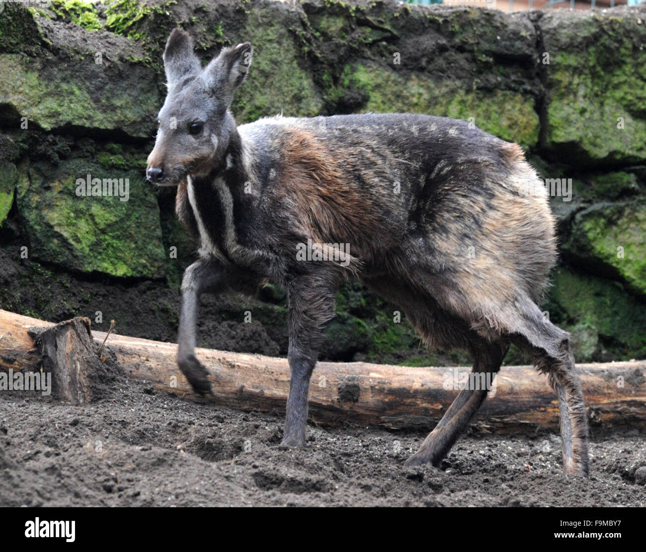 Moschus moschiferus -Fotos und -Bildmaterial in hoher Auflösung – Alamy
