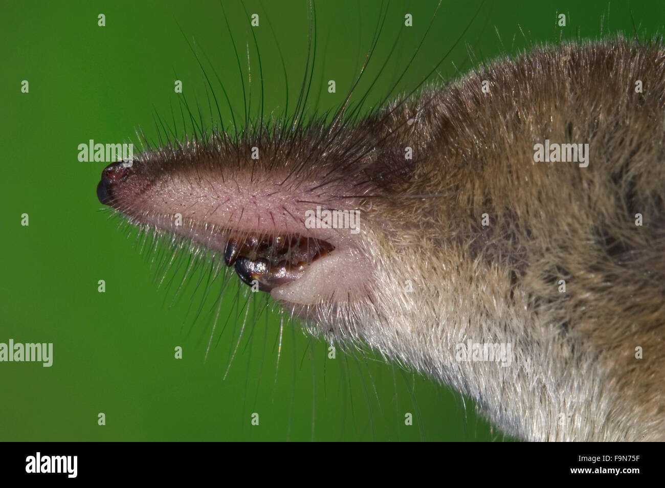 Eurasische Spitzmaus / allgemeine Spitzmaus (Sorex Araneus ...