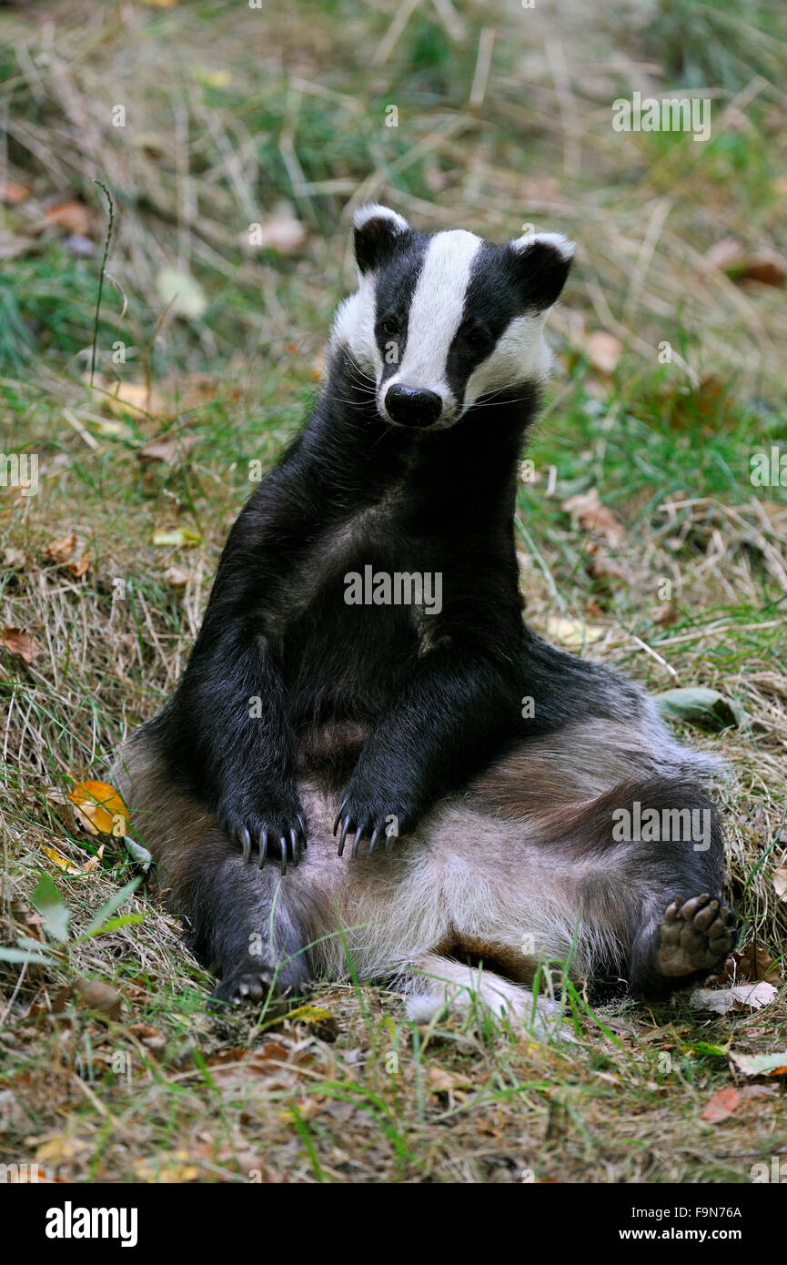 Meles Meles Sitting Stockfotos und -bilder Kaufen - Alamy