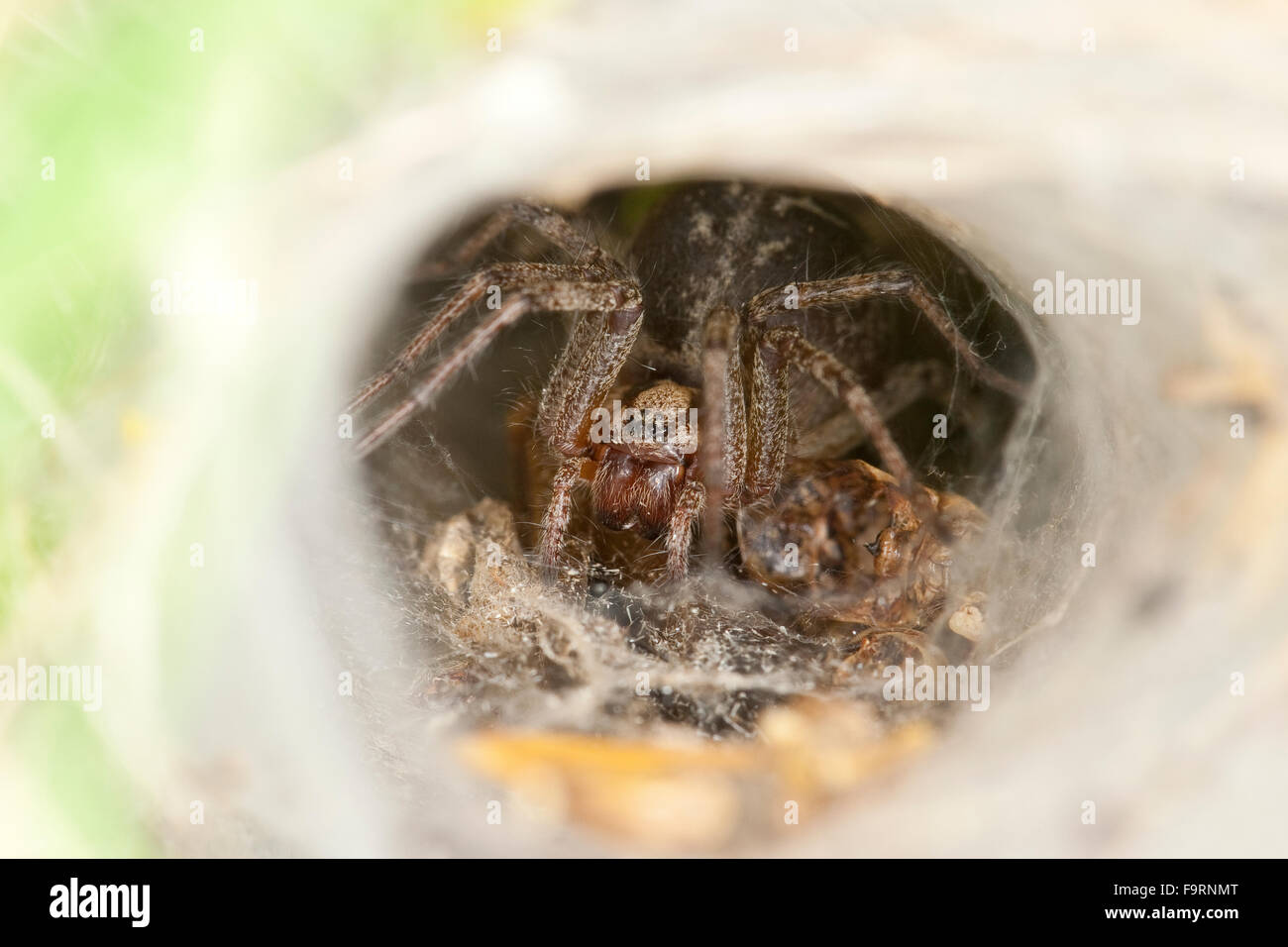 Trichter-Weber, Grass Labyrinth Spider, Labyrinthspinne, Labyrinth ...